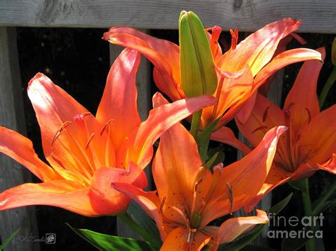 Asiatic Lily Named Gran Paradiso Photograph By J Mccombie Fine Art America