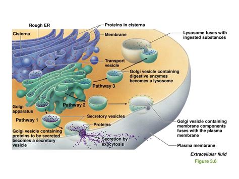 Secretory Vesicles Diagram