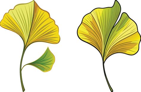 Ginkgo Tree Foliage Vector Art Icons And Graphics For Free Download