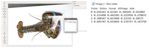 Lobster Position Estimation Using Yolov7 For Potential Guidance Of