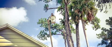Tree Service Pros Get FREE Quotes From Local Tree Service Companies