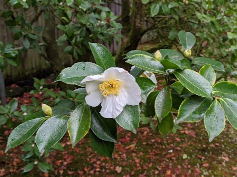 Camellia