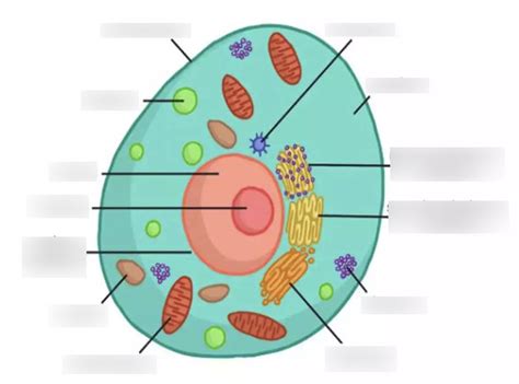 Diagram Of Label The Cell Quizlet
