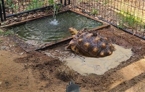 Tortoise Habitat With Pool Backyard Wildlife Ideas How To Care For A