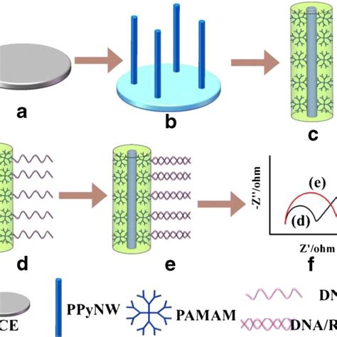 An Ultrasensitive And Selective Mirna Biosensor Was Constructed Based