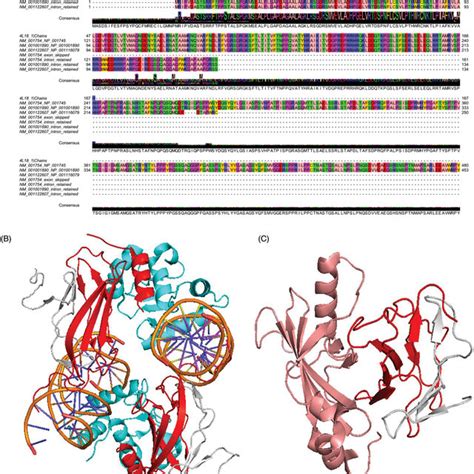 Aberrant Protein Isoforms Deriving From The Runx1 Splice Site Variant Download Scientific