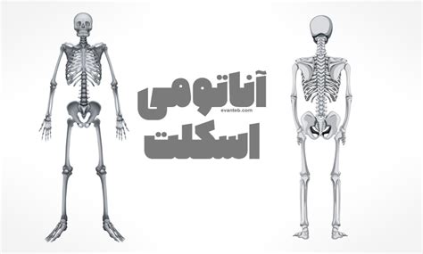 آناتومی اسکلت موسسه آموزشی پژوهشی ایوان