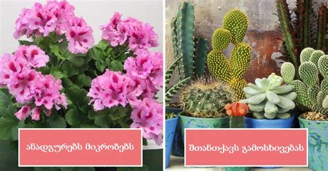 ოთახის მცენარეები სამკურნალო თვისებებით All Time