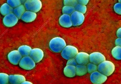 Staphylococcus Aureus Bacteria Stock Image B234 0072 Science Photo Library