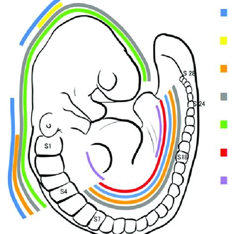 the schematic view of the distribution of neural crest cell derivates