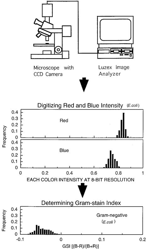 Schematic Diagram Of The Equipment Used For Gsi Determination