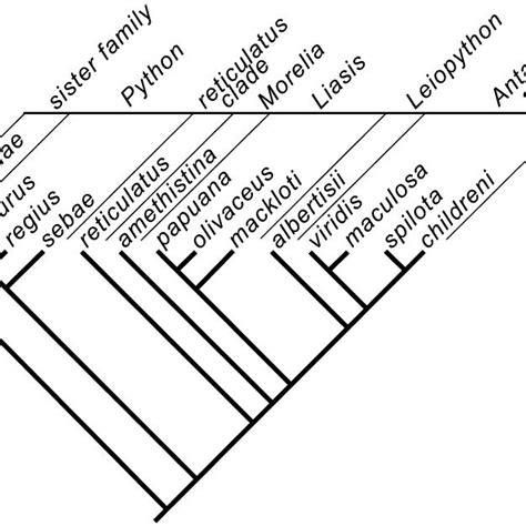 Pdf A Review Of The Systematics And Taxonomy Of Pythonidae An