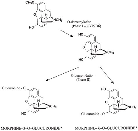 Codeine Metabolism