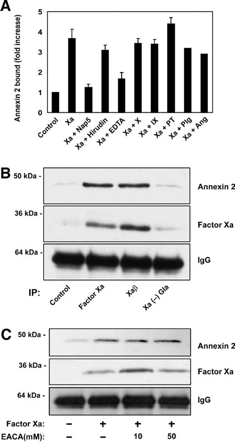 Factor Xa Binding To Annexin 2 Mediates Signal Transduction Via Protease Activated Receptor 1