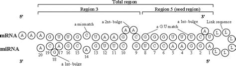 Secondary Structure Of MiRNA And Target Site Download Scientific Diagram