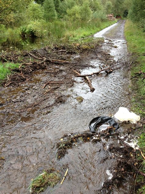 Beavers At Bamff Pond Levellers Flood Mitigation Measures And Some Dams