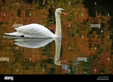 Mute Swan On A Lake Stock Photo Alamy