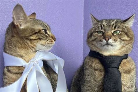 Блогер мільйонник кіт Степан одружився та показав свідоцтво про шлюб Читайте на Ukr Net