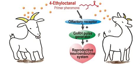 Male Pheromones What They Are Action Effects Healthy Food Near Me