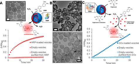Permeable Protein Loaded Polymersome Cascade Nanoreactors By Polymerization Induced Self