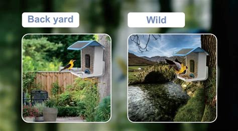 Ai Bird Species Recognition Smart Bird Feeders With Camera And Motion