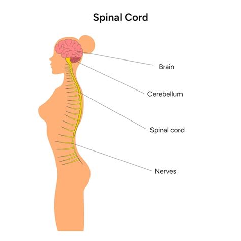 Premium Vector Female Spinal Cord Illustration In Vector