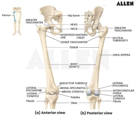 Lower Limb Skeletal Anatomy Wellden Medical Anatomical Human Lower