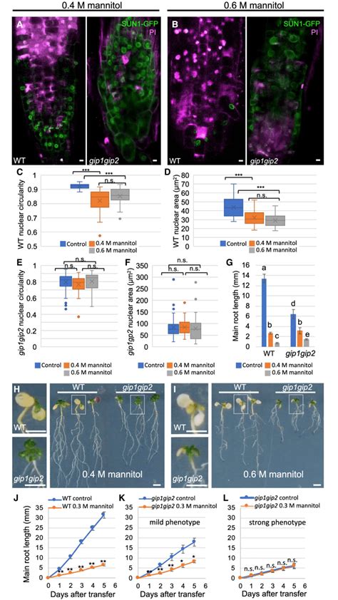 Resistance Of Gip1gip2 Root Tip Cells To Severe Hyperosmotic Conditions Download Scientific