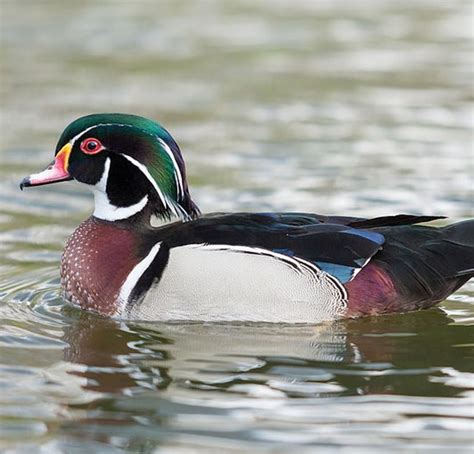 Wood Duck Nest Box Plans How To Build A Wood Duck Nesting Box Hubpages