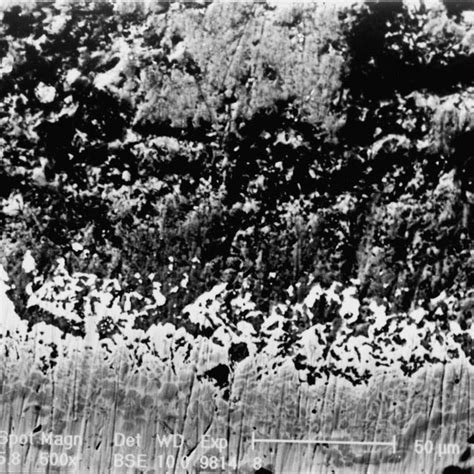 Sem Bse Micrograph Of A Cross Section Of The Fe Cr Sn Alloy