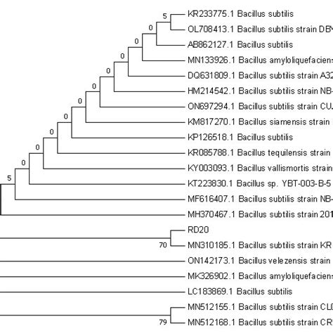 Phylogenetic Tree Of The Bacillus Subtilis Rd20 Download Scientific