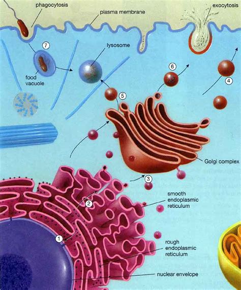 Vesicles Transport Information