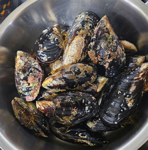 홍합탕 끓이기 해녀가 채취한 자연산 홍합