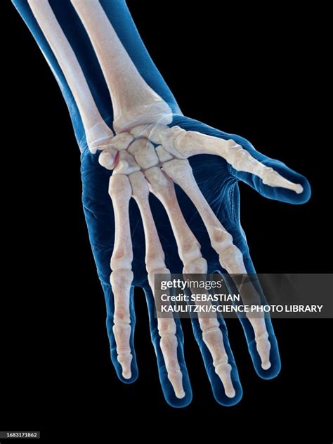 Bones Of The Hand Illustration High Res Vector Graphic Getty Images