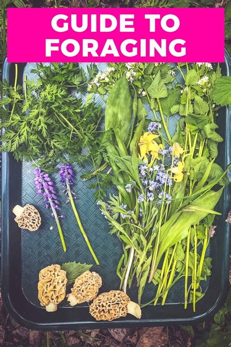 Foraging Edible Plants Is Much Easier Than You Think Heres An Easy