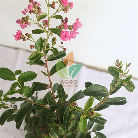 Jual Bibit Bunga Sakura Mini Lokal Agro Bibit Id