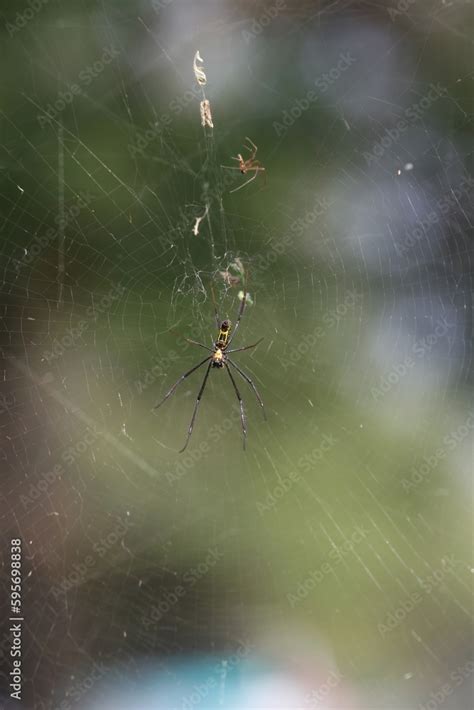 Spider Is The General Name Given To Members Of The Order Araneae Of The Class Arachnids Of The