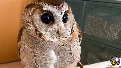 احساس میکنم به کیوت بودن جغد خیلی کم پرداخته شده فیلو