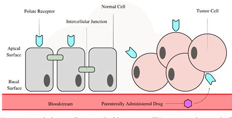 Figure 1 From Evaluation Of Folate Functionalized Nanoparticle Drug Delivery Systems