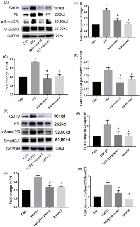 Kirenol Downregulated Hgtgf B Induced Tgf Bsmads Signalling Pathway