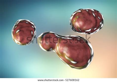 Pathogenic Yeast Fungus Cryptococcus Neoformans Which Stock Illustration 527608162 Shutterstock