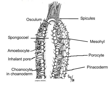 Sponge Collar Cells