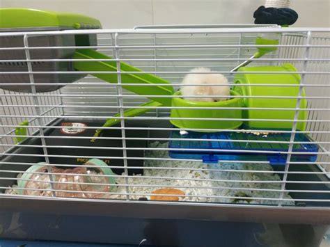 熊仔鼠bb女。包大籠有玩具輪，屋仔一包糧 Zone One Zone 寵物推介