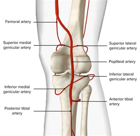 Popliteal Fossa Netter