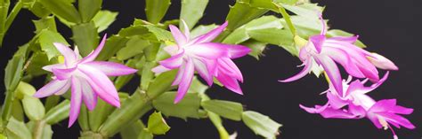 Zygo Cactus Care Georges Flowers Roanoke Va