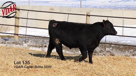 Lot 135 Youtube
