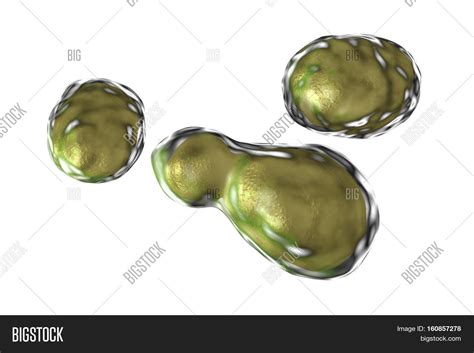 Pathogenic Yeast Image And Photo Free Trial Bigstock