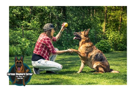 German Shepherd Training Commands The Essential Guide By A Professional