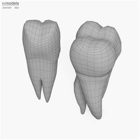 Human Teeth Molars 3d модель Скачати Anatomy на