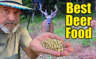 Deer Hunting Food Plots and Tips deer hunting